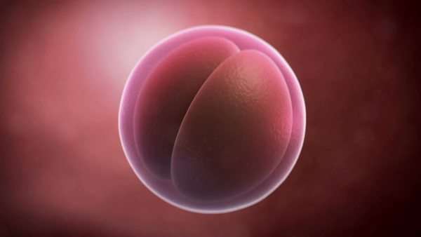 Animation of a two-cell embryo formed by the first division of the ...