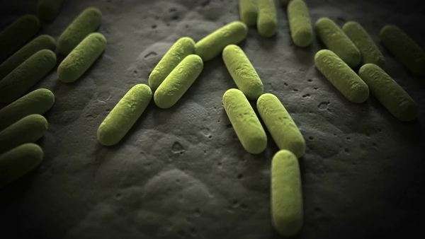 Dividing bacteria. Animation of rod-shaped bacteria dividing by binary ...