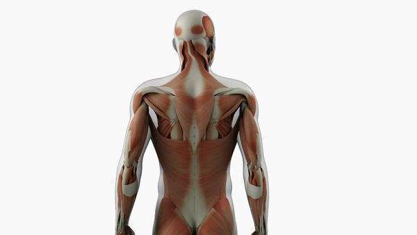 Animation of a model of the muscular system of the upper body. - Stock ...