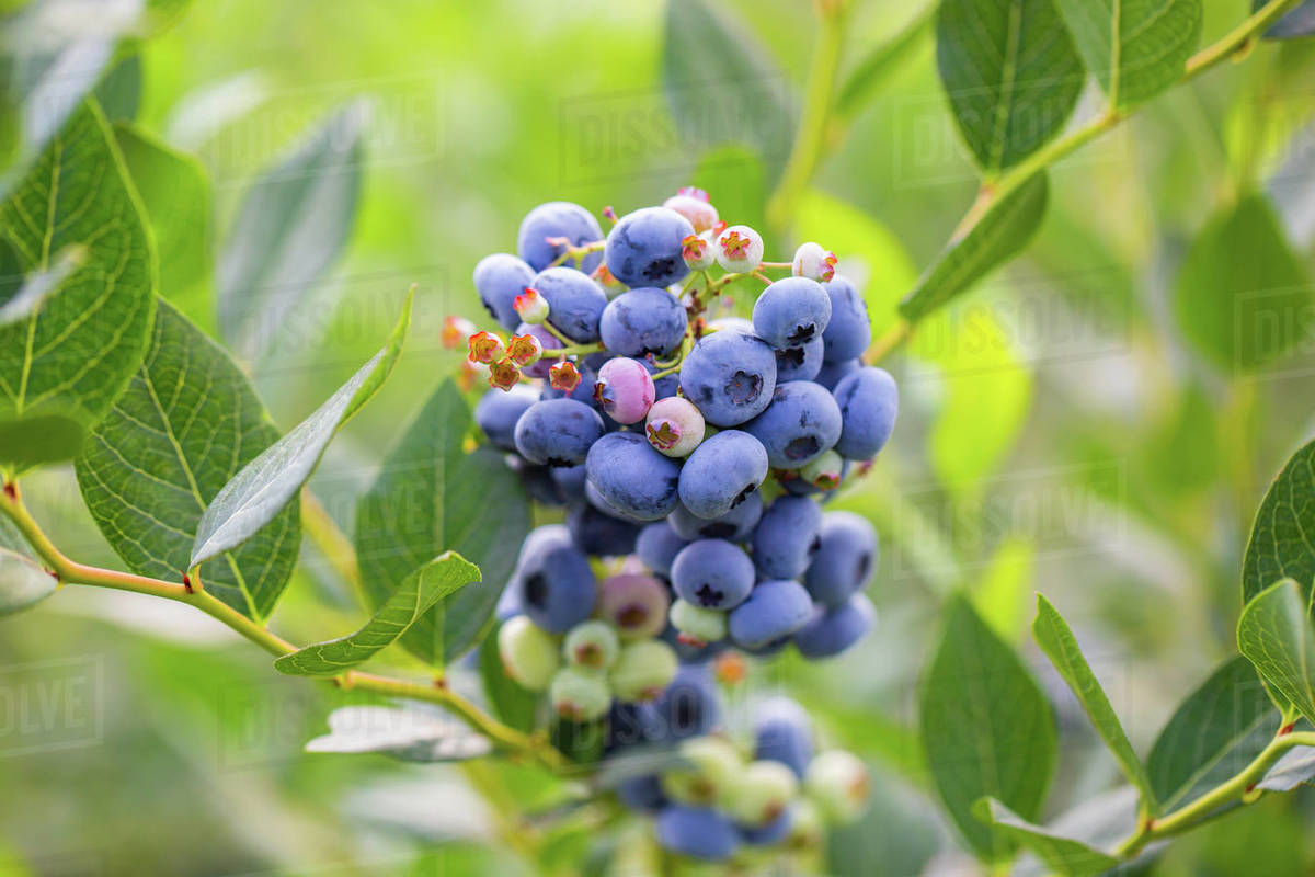 Detail of fresh blueberry bio plant on the huge farm, food concept of ...