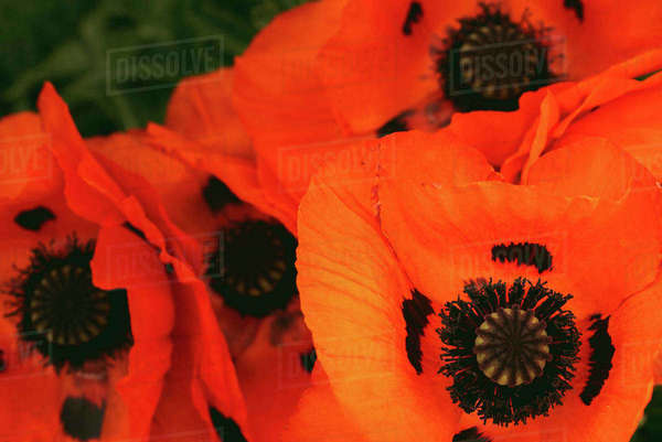 Beautifull vibrant huge poppy flowers growing togheter. Poppy flower in ...