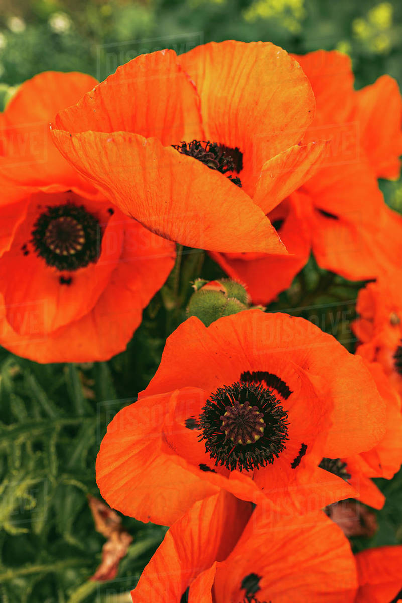 Beautifull vibrant huge poppy flowers growing togheter. Poppy flower in ...
