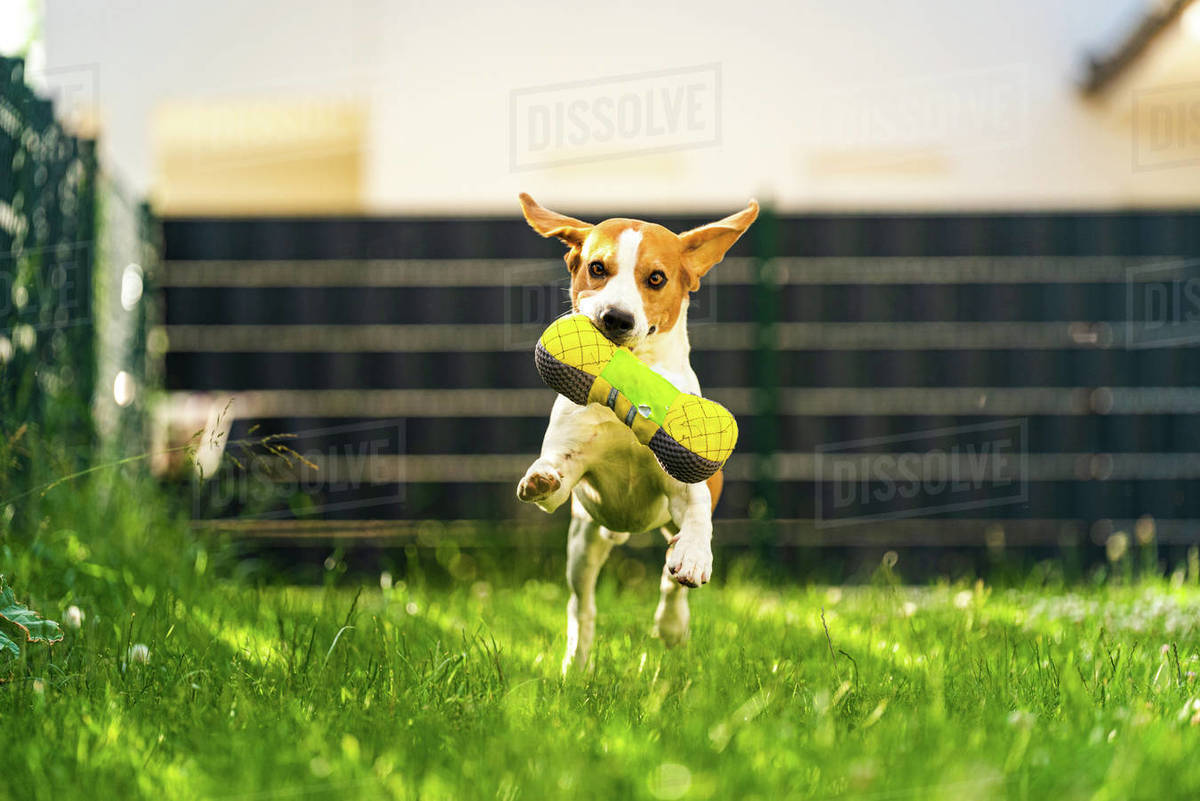 Tricolor beagle dog fetching a riped toy and running towards camera ...