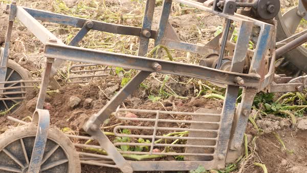 Closeup of potato digger machine working on field, lifting potatoes ...