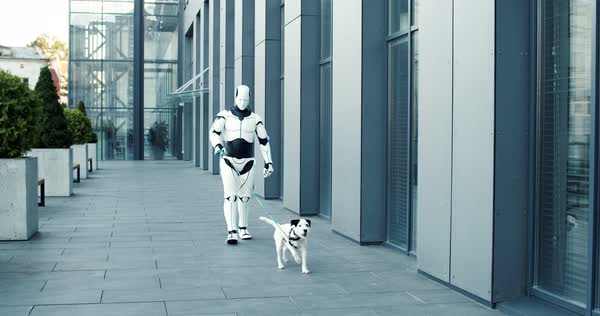 Cybernetic smart robot working and walking with Jack Russell Terrier ...