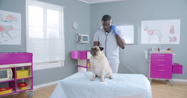 African american male vet doctor using stethoscope checking up the pug ...