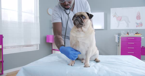African american male vet doctor using stethoscope checking up the pug ...