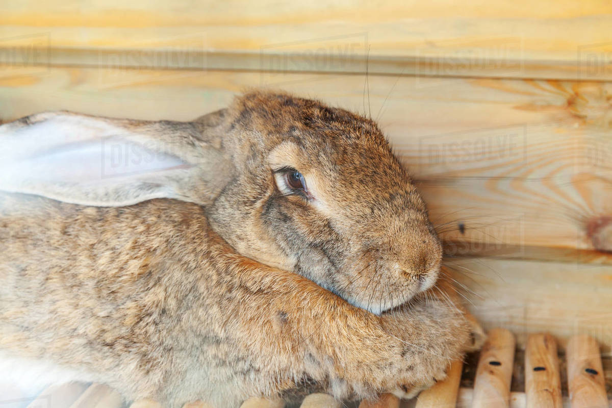 Small feeding brown rabbit on animal farm in rabbit-hutch, barn ranch ...
