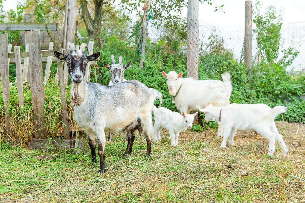 Cute chick goat relaxing in ranch farm in summer day. Domestic goats ...