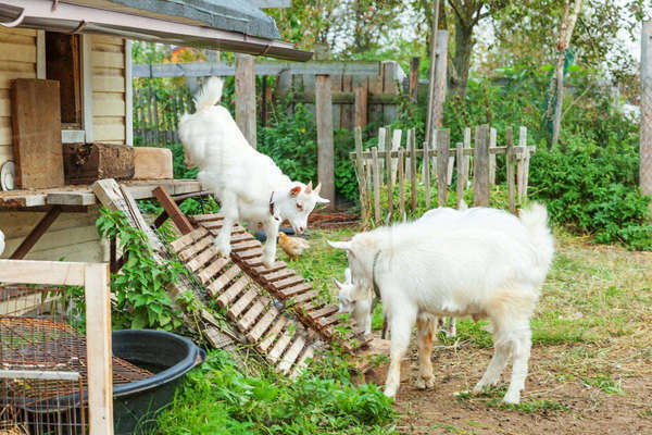 Cute chick goat relaxing in ranch farm in summer day. Domestic goats ...