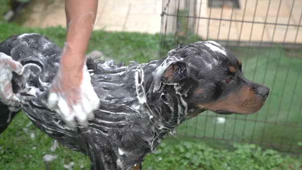 Man washes dog Rottweiler with shampoo in garden or backyard. - Stock ...