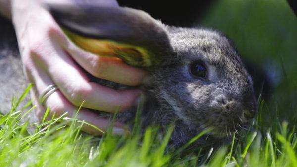 Caressing rabbit in green grass. Female person hand petting furry ...