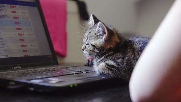 Baby cat laying on a laptop computer sleeping. Small cute kitten laying ...