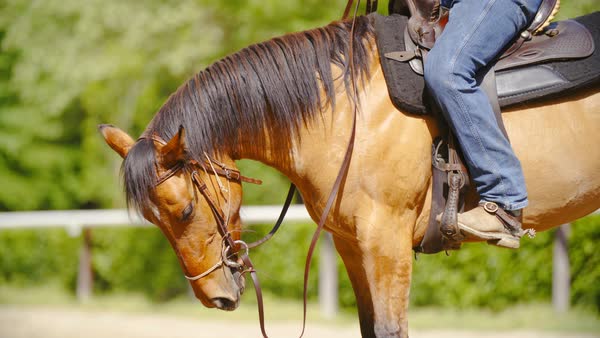 Horse with long reins very relaxed standing still 4K. Long medium shot ...