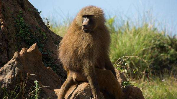Baboons mating - Stock Video Footage - Dissolve