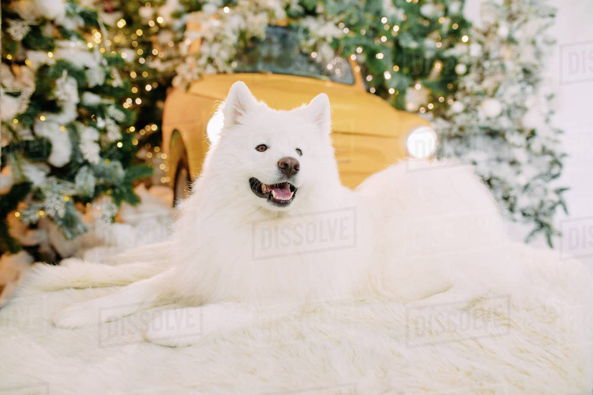 White samoyed dog lies and rests on a fluffy rug - Royalty-free Stock ...