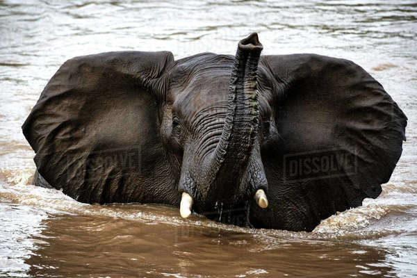 An elephant in the water with its trunk lifted and its ears flared ...