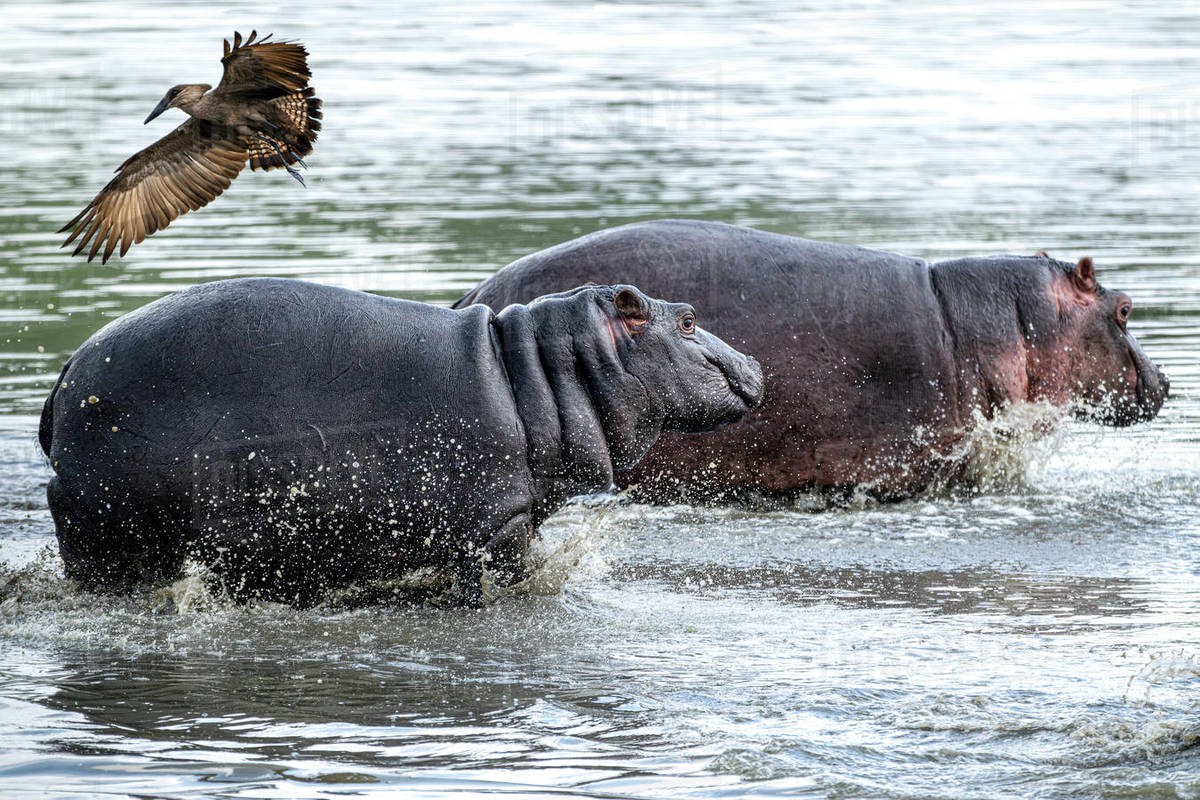 Two hippos playing in the river in the Kruger Park, South Africa ...