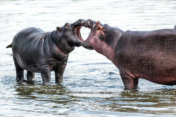 Two hippos playing in the river in the Kruger Park, South Africa ...
