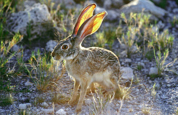Scrub Hare in Etosha, Namibia - Stock Photo - Dissolve