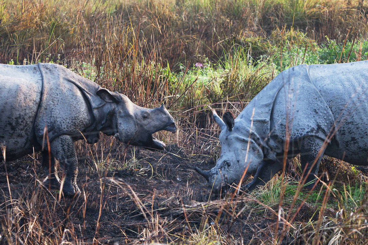 One-horned rhinoceroses, Kaziranga National Park, Assam, India ...
