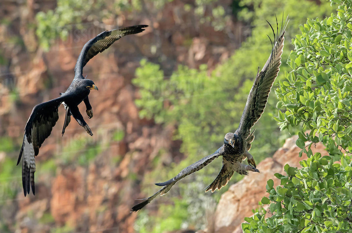 Ferocious aggression period of a black eagle chasing the fledgling from ...