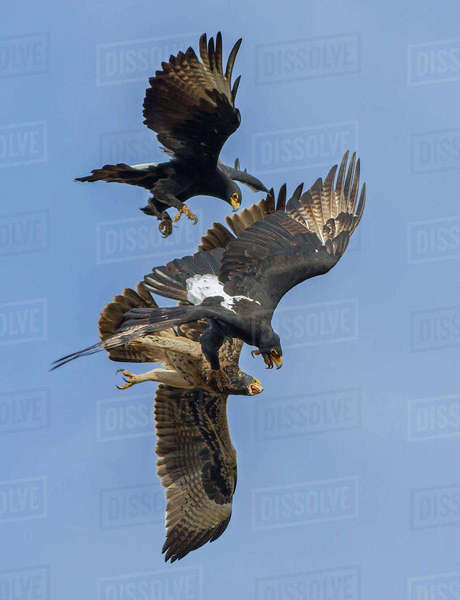 Ferocious aggression period of a black eagle mating pair, chasing the ...