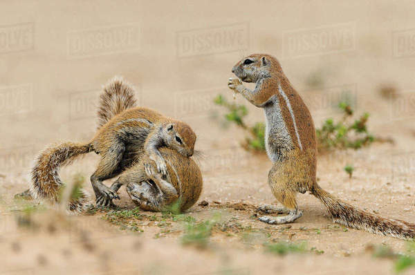 Two squirrels, spurred on by a third companion, quarrel in the ...