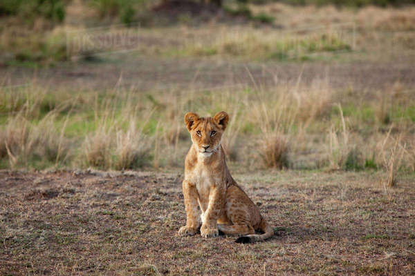 Lion cub sitting on the ground in the Maasai Mara - Royalty-free Stock ...