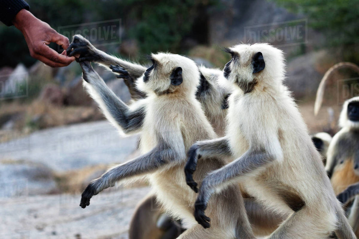 Gray Langur monkeys being fed by hand - Stock Photo - Dissolve