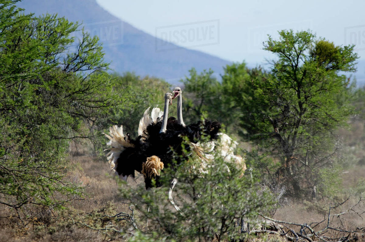 Ostriches fighting - Royalty-free Stock Photo | Dissolve