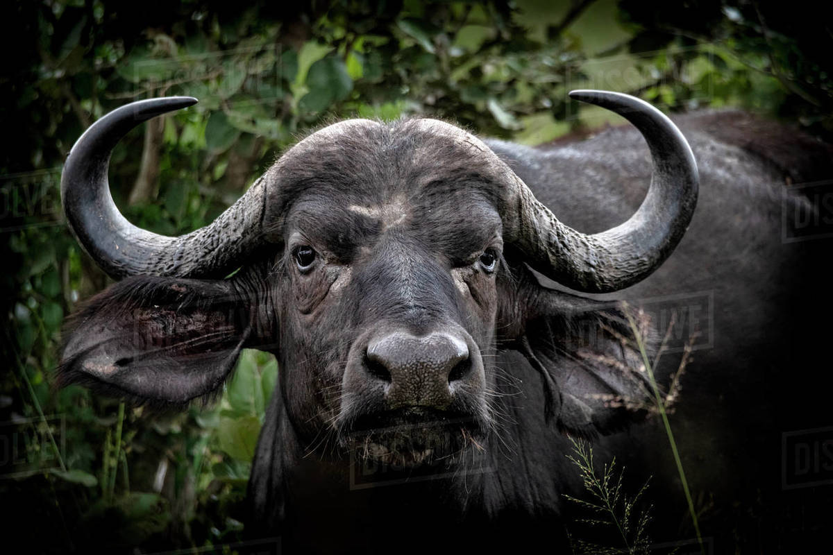 African buffalo - Stock Photo - Dissolve