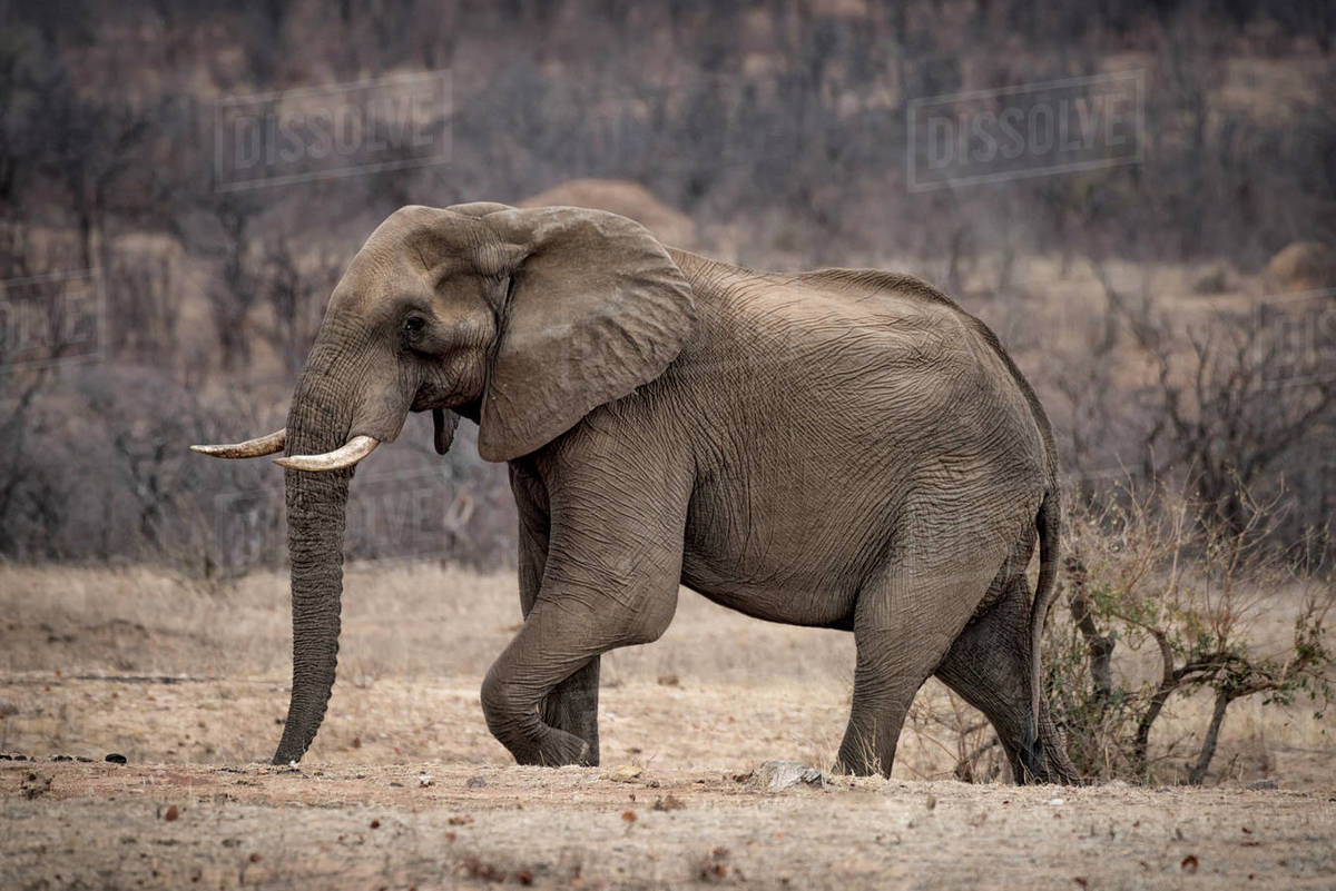 A female elephant waking across dry grassland - Royalty-free Stock ...