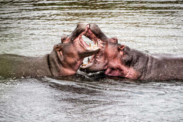 Two hippos fighting - Stock Photo - Dissolve