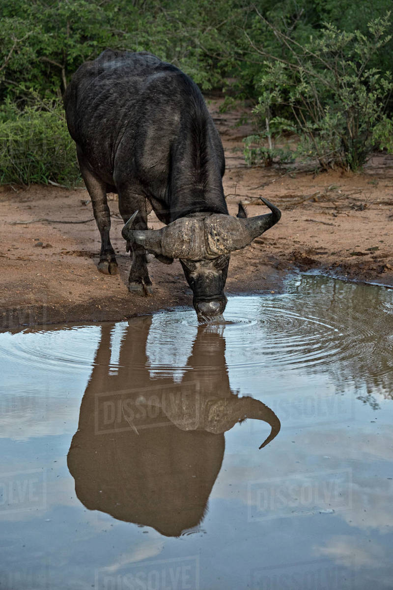 Water buffalo drinking water at a watering hole in the Ntsiri Nature ...