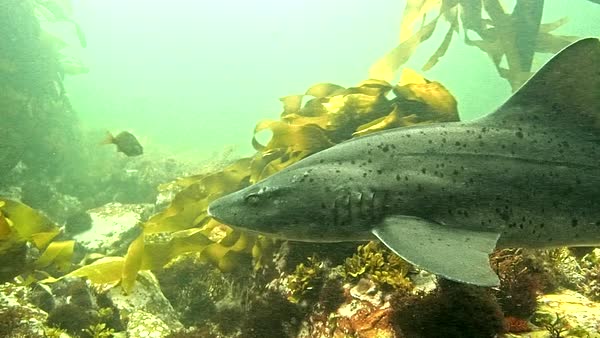 A spotted gully shark swimming through the kelp forest - HD Rights ...