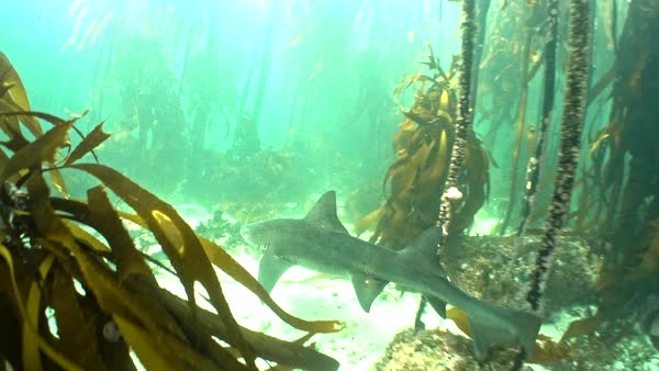 A spotted gully shark swimming through the kelp forest - 4K Rights ...