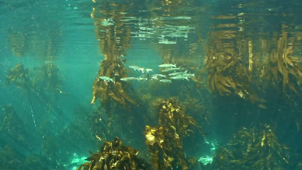 A small school of South African mullet swimming in a kelp forest - HD ...