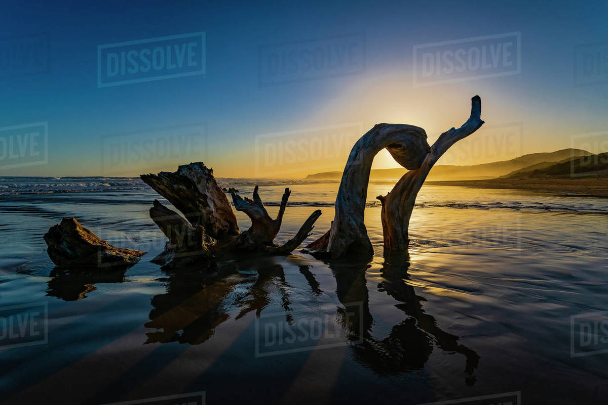 Tree skeletons at sunset – the eastern beach of Nature’s Valley ...