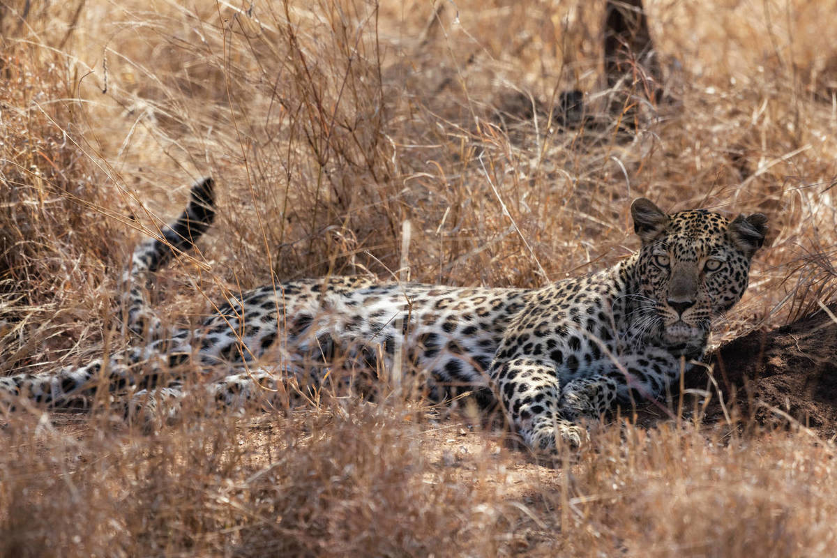 Leopard laying down on the ground camouflaged in the bush - Royalty ...