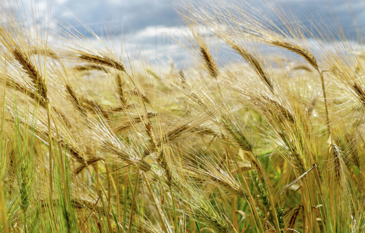 Bearded Barley nearly reaching the point of Harvest I in a field near ...
