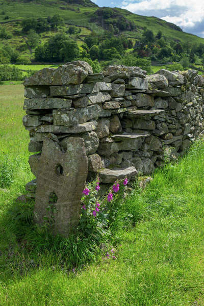 A traditional old Lakeland stone gate post and wall with Fox Gloves ...
