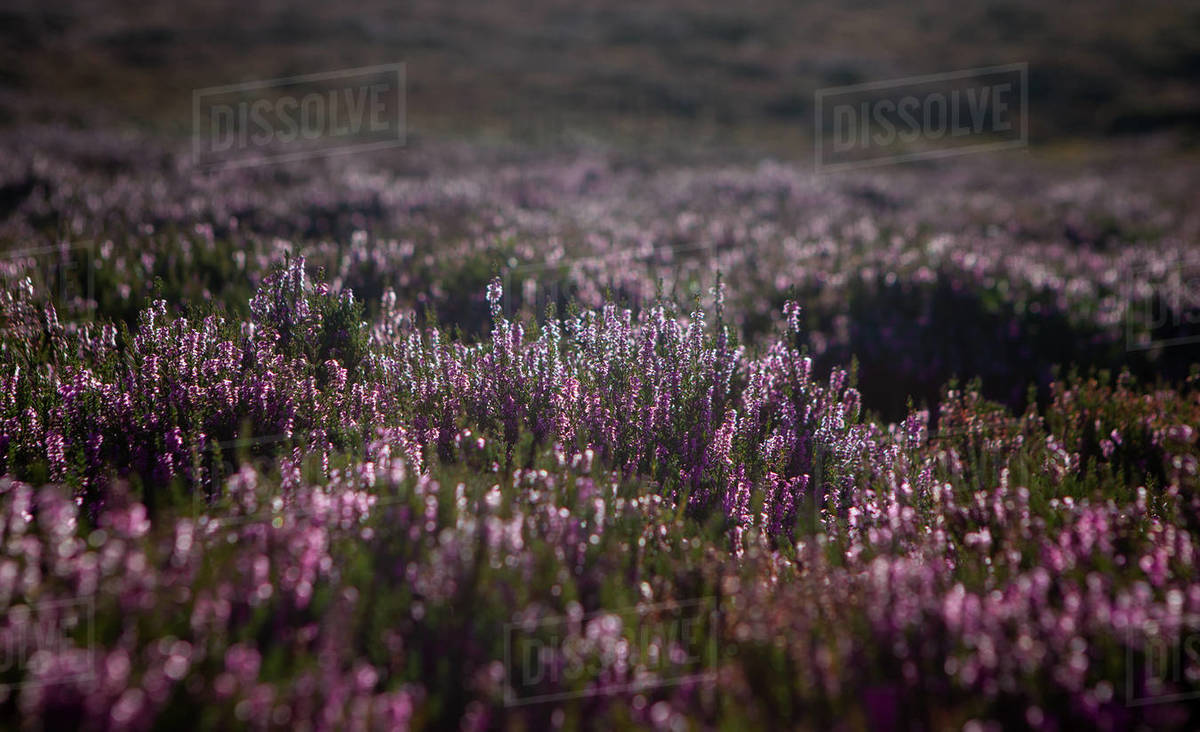 Heather plant closeup detail of blossom on Haworth Moor - Royalty-free ...