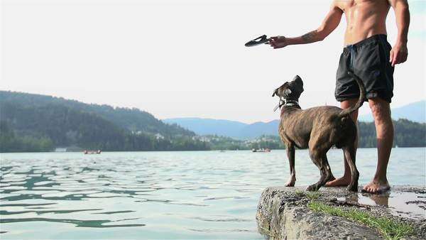 Dog jumping in to lake after slipper slow motion. Medium shot of man ...