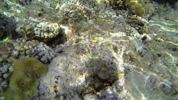 Sea and water life, people having fun, sea creatures with corals ...