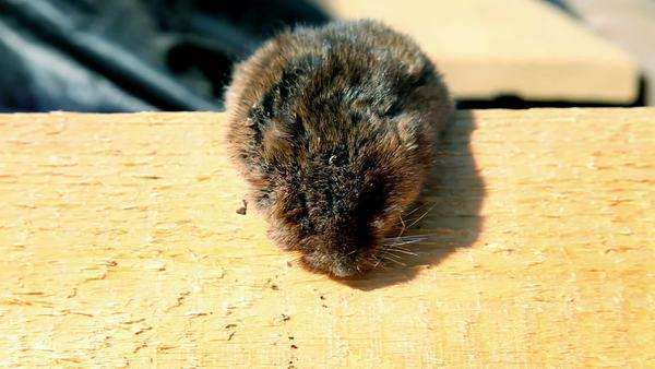 Poor hamster being killed by nature - Stock Video Footage - Dissolve