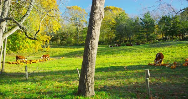 Cows eating pumpkins in Guilford, Connecticut. - Stock Video Footage ...