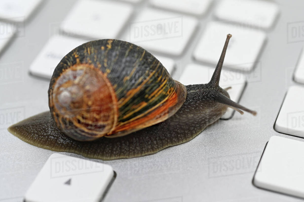 Close up of a snail crawling on computer keyboard concept metaphor of ...