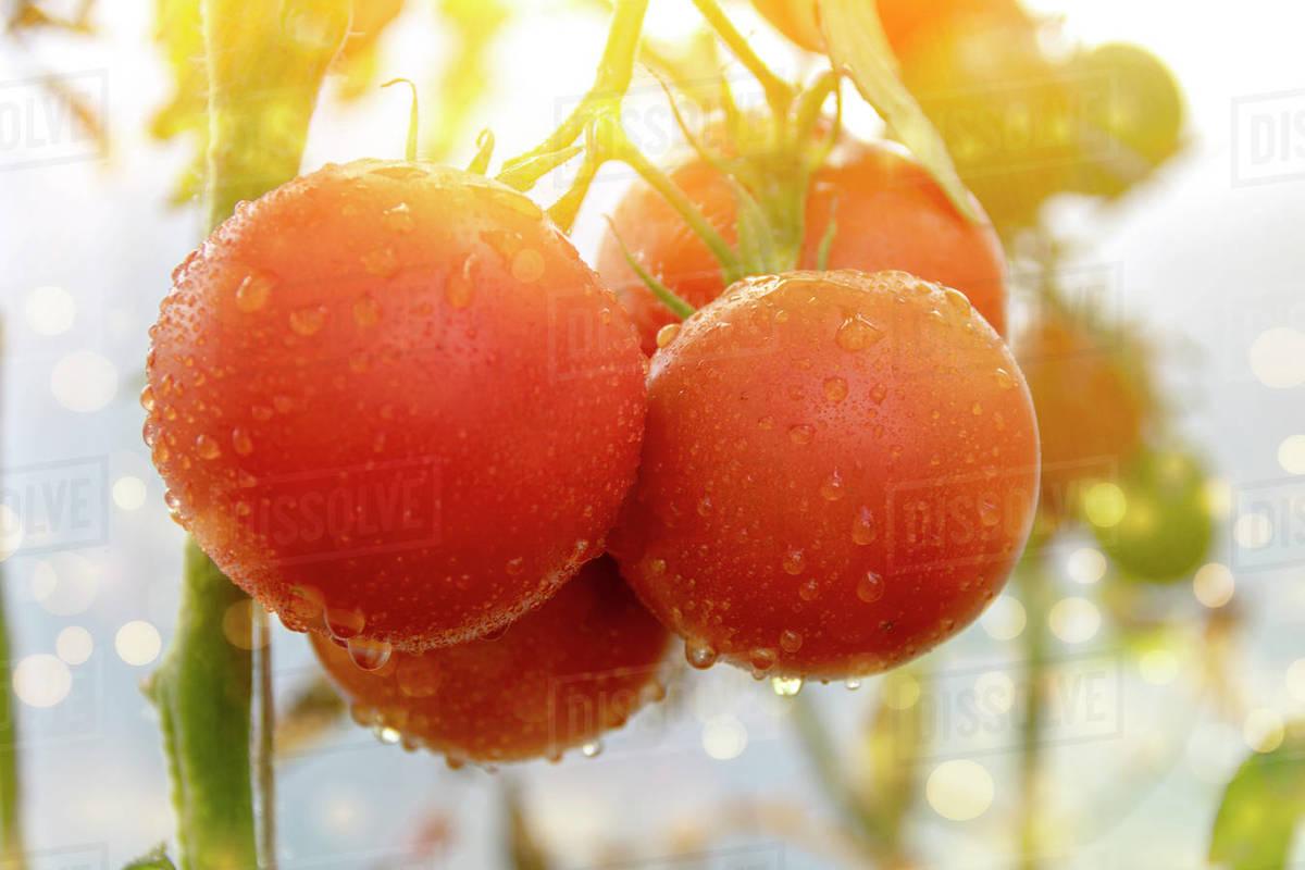 Greenhouse with organic red tasty tomatoes. Bunches of juicy vegetables ready for picking. Sunny ...