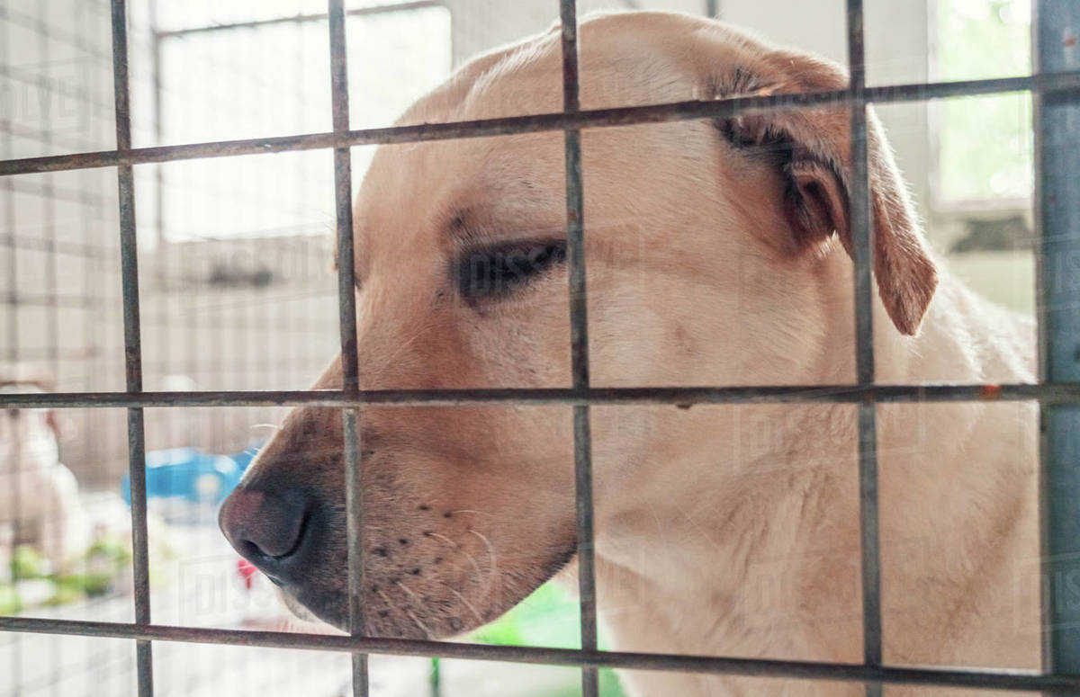 Portrait of lonely sad abandoned stray labrador behind the fence at ...